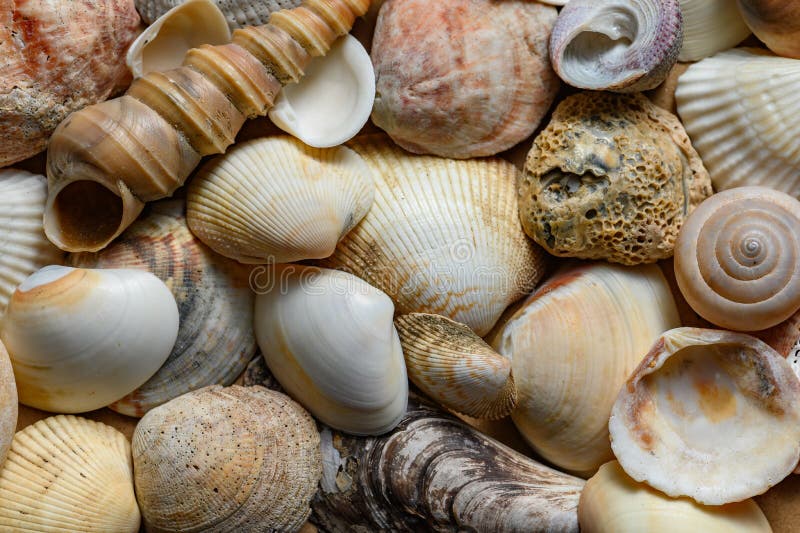 Seashells of Various Shapes and Types. Background Stock Image - Image ...