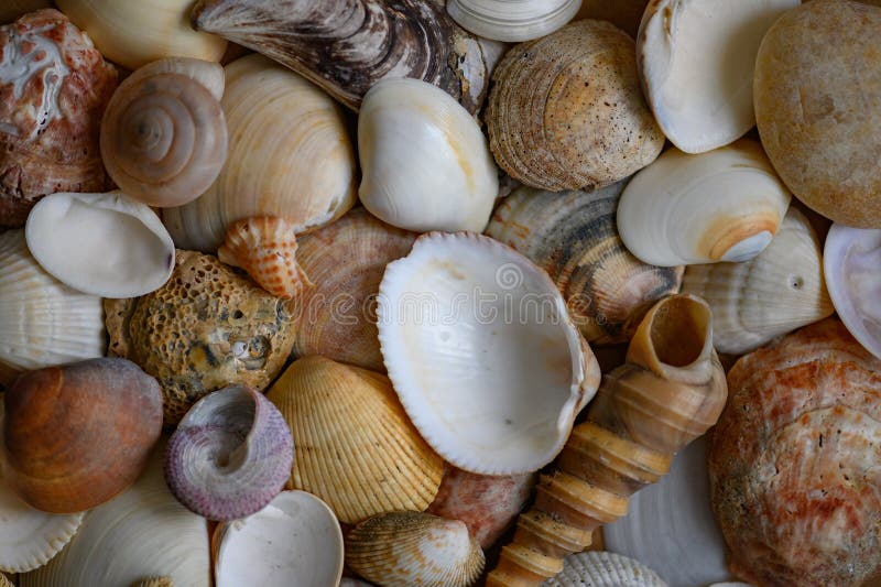 Seashells of Various Shapes and Types. Background Stock Photo - Image ...