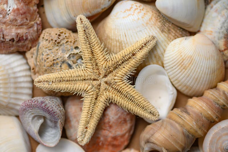 Seashells of Various Shapes and Types. Background Stock Photo - Image ...