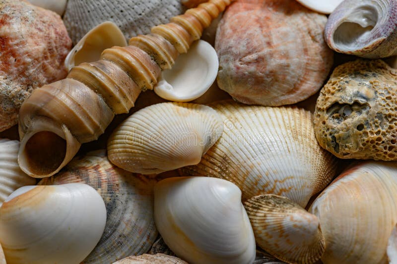 Seashells of Various Shapes and Types. Background Stock Photo - Image ...