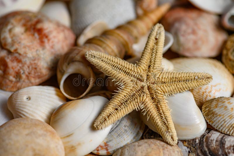 Seashells of Various Shapes and Types. Background Stock Image - Image ...