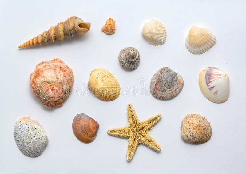 Seashells of Various Shapes and Types. Background Stock Photo - Image ...
