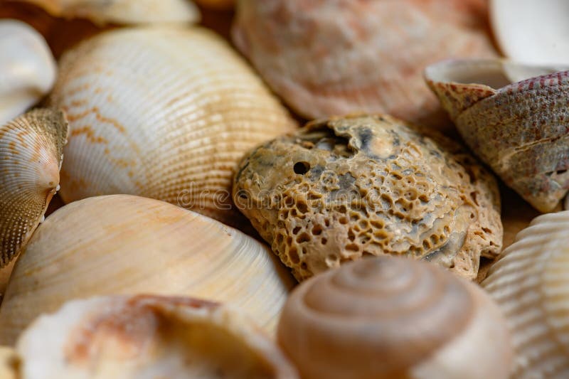 Seashells of Various Shapes and Types. Background Stock Image - Image ...