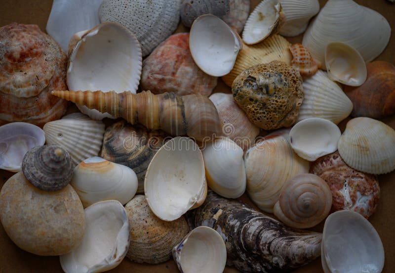 Seashells of Various Shapes and Types. Background Stock Image - Image ...