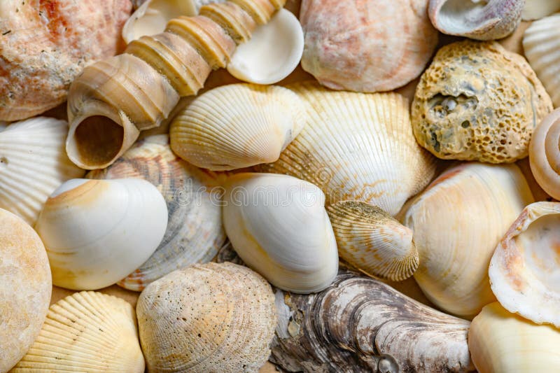 Seashells of Various Shapes and Types. Background Stock Photo - Image ...