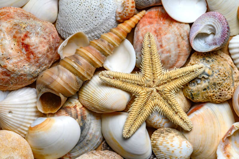 Seashells of Various Shapes and Types. Background Stock Photo - Image ...