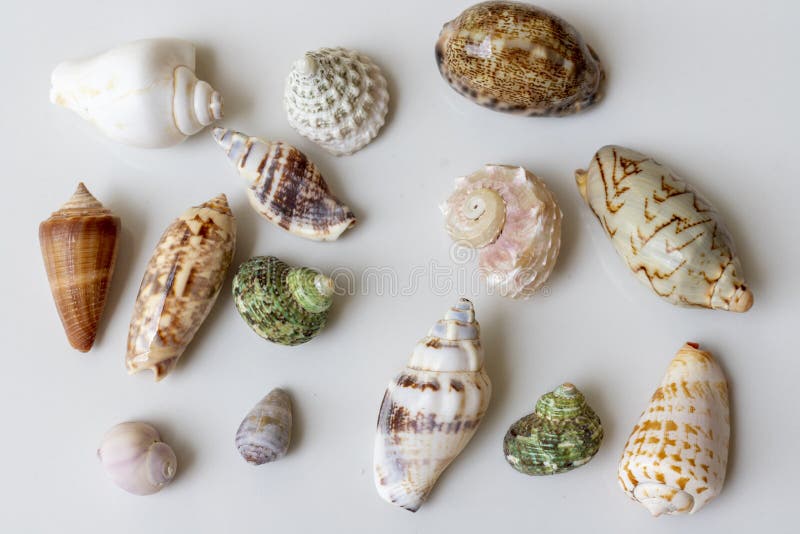Seashells of Various Shapes and Types on White Isolated Background ...