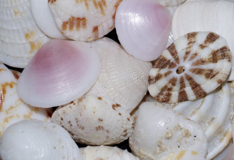 Seashells stock photo. Image of beachcomber, shells, pink - 48366488