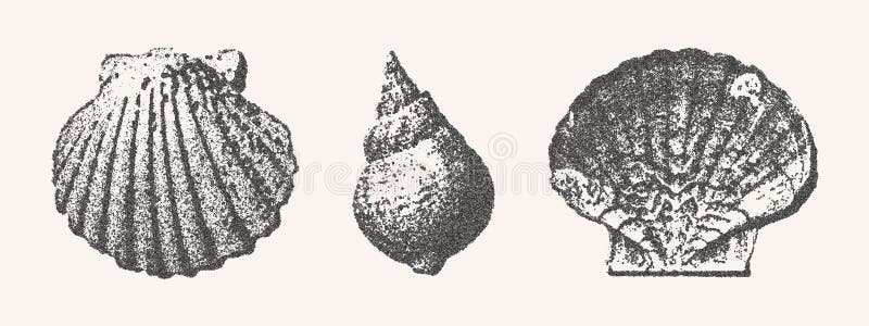 Seashells Vector Illustration Collection. Trendy Stippling Photocopy ...