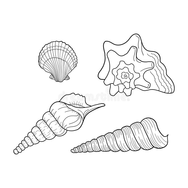 Seashells Vector Set. Marine Set. Collection of Shells Different Forms ...