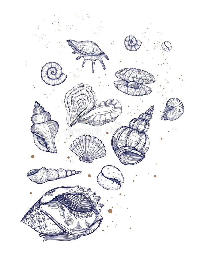 Seashells Vector Set. Sea Life Print. Sea Design with Various Mollusk ...