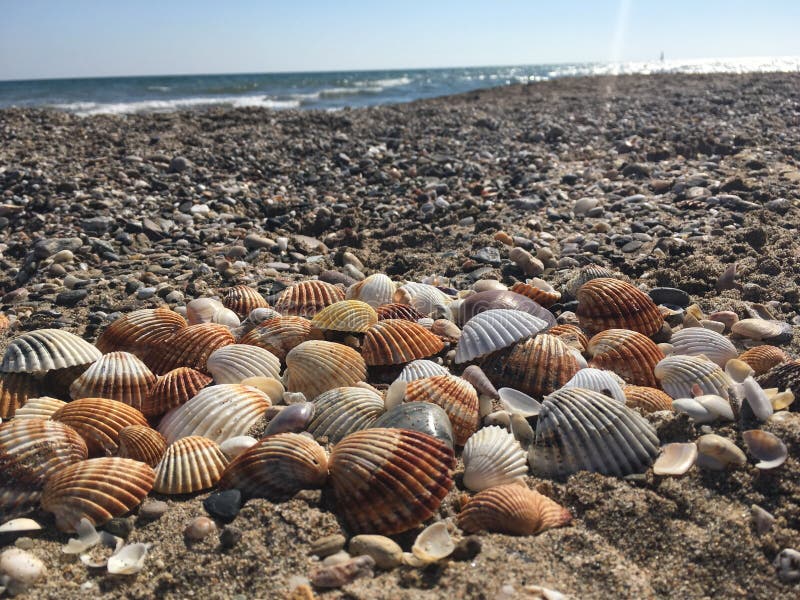 Seashells view stock image. Image of shore, ocean, nature - 90448795