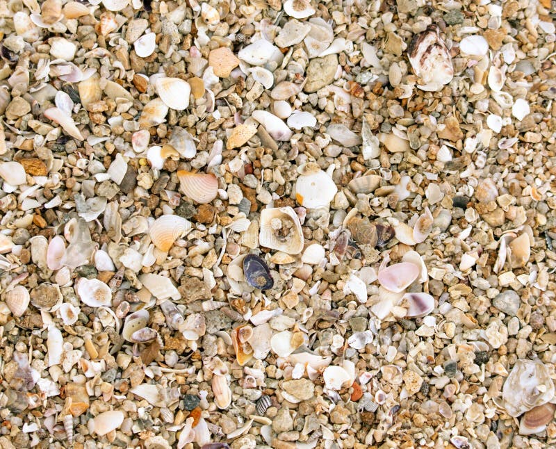 Seashells on the Wall As an Abstract Background. Texture Stock Photo ...