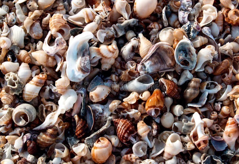 Seashells washed up ashore stock photo. Image of shore - 117300292