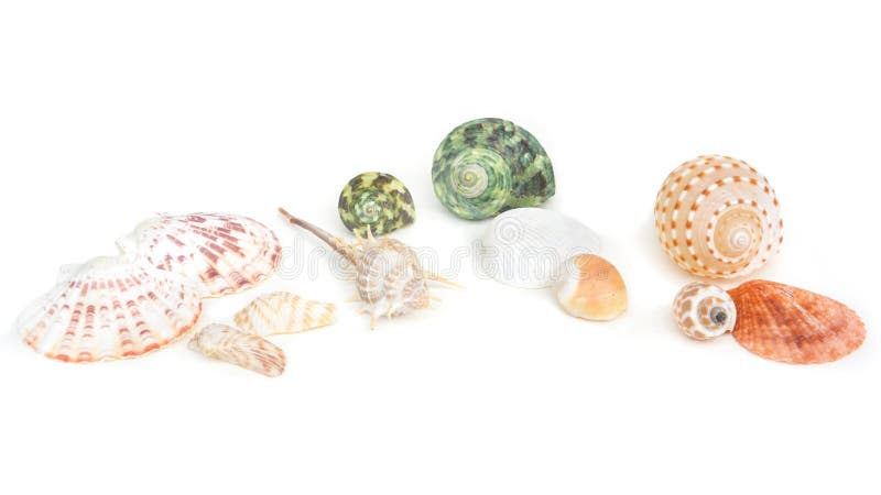 Seashells on White Background Stock Photo - Image of exotic, collect ...