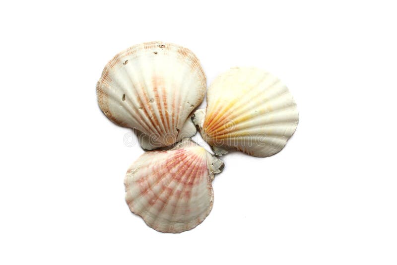 Seashells On White Background Stock Photo - Image: 2313094