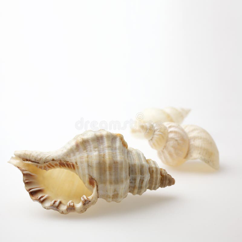 Seashells on white stock image. Image of nautilus, aquatic - 36380865