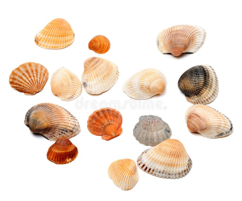 Seashells on white stock photo. Image of object, ocean - 41839366