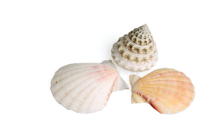 Radial Sea Shell Isolated stock image. Image of radial - 14164683