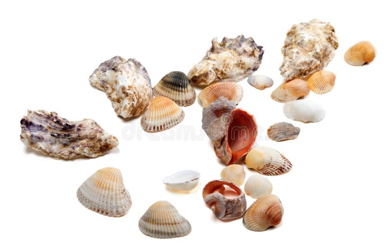 Seashells on White Background Stock Image - Image of mollusk ...