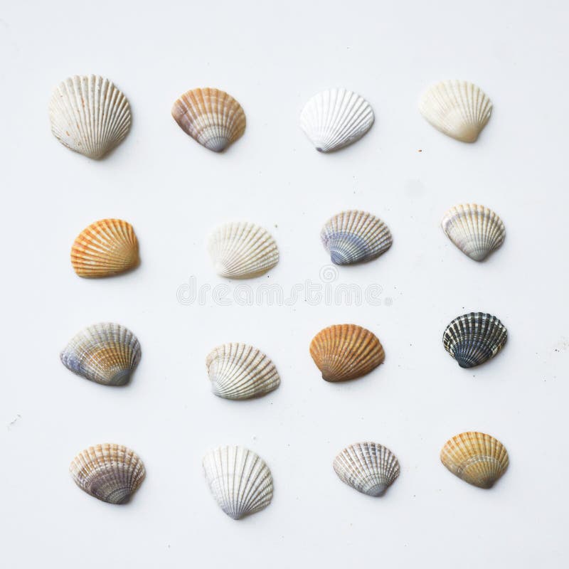 Seashells on White Background. Collection of Many Different Sea Shells ...