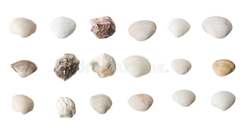 Seashells on White Background. Collection of Many Different Sea Shells ...