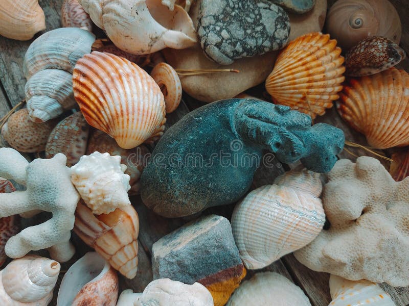 Seashells on the Wood. Seashells Collection Stock Photo - Image of ...