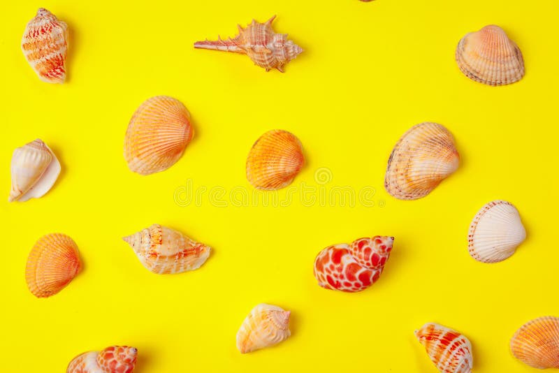 Seashells on a Yellow Background. Close Up. Stock Image - Image of ...