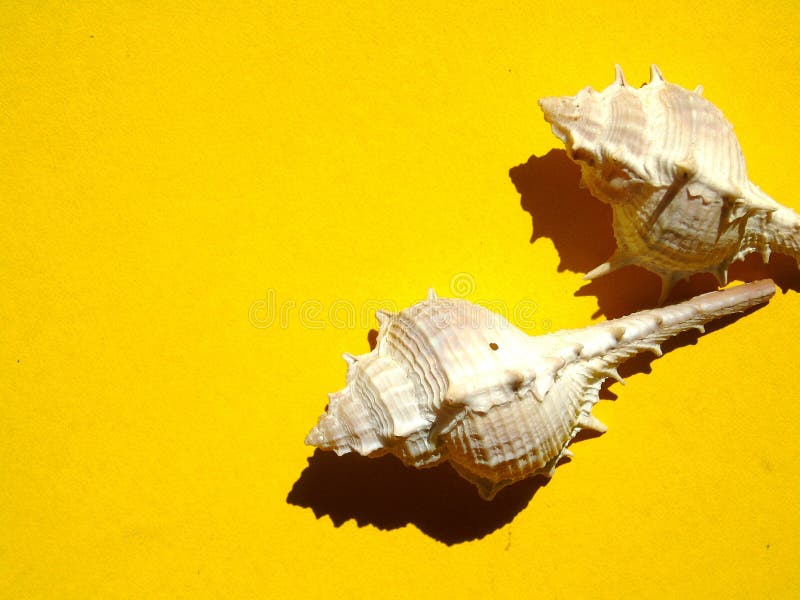 Seashells on a Yellow Background Close-up Stock Image - Image of ...