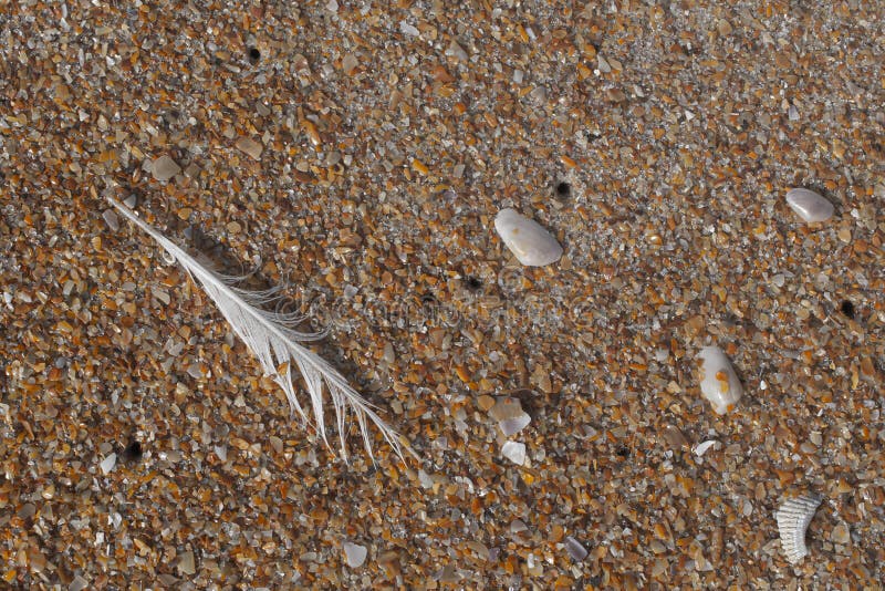 Fallen Feather Close Up on a Textured Beach Stock Photo - Image of ...