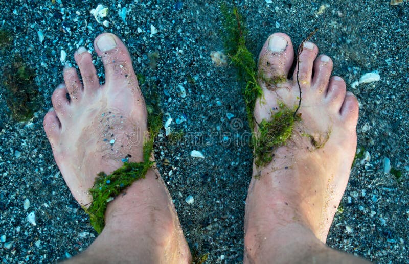 On the Seashore, Bare Feet in the Sand, among Algae and Shells Stock ...