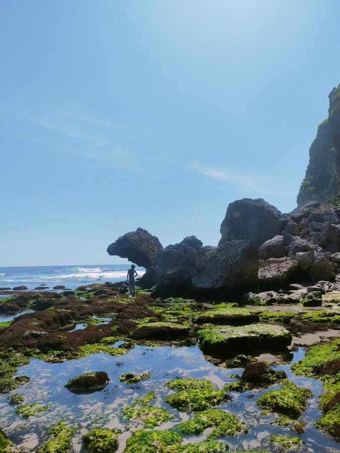Seashore Beach Seaweed and Rocks Coral and Trees Stock Image - Image of ...