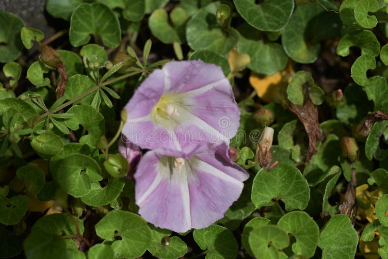 False Bindweed ( Calystegia Pubescens ) Flowers. Convolvulaceae ...