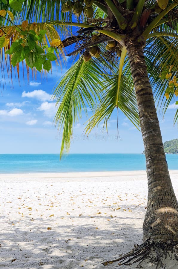 Green Tree on a White Sand Beach Stock Photo - Image of shore ...