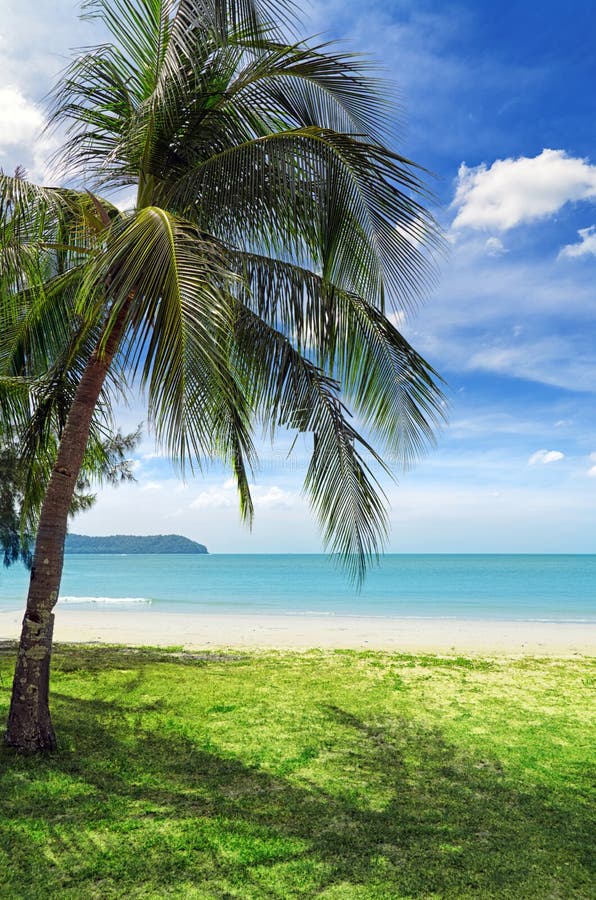 Green Tree on a White Sand Beach Stock Photo - Image of landscape ...