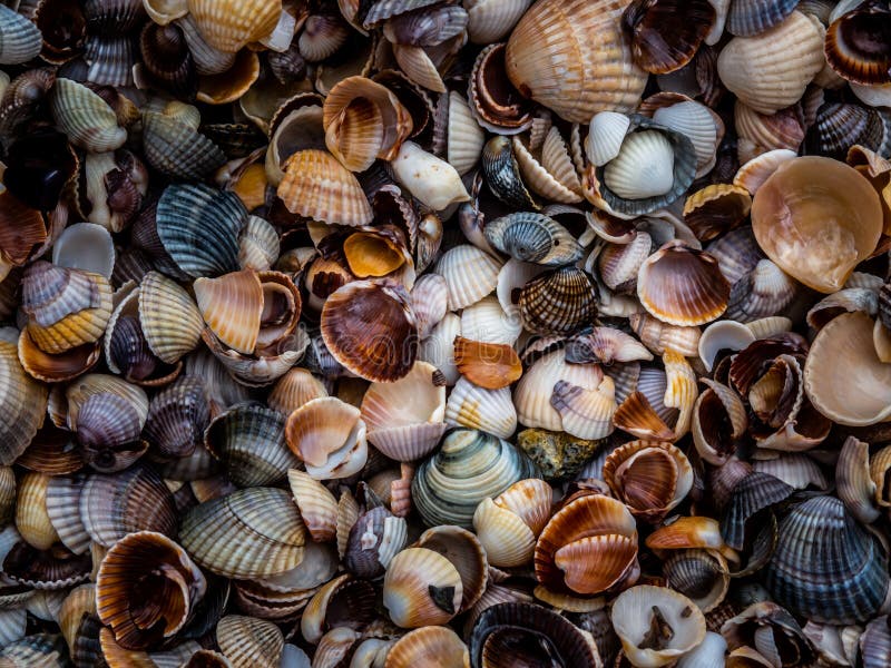 Seashore of Multicolored Shells. Natural Background. Texture . Stock ...