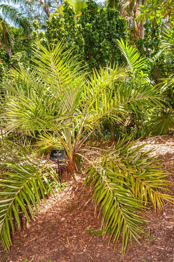 Seashore Palm Tree, Florida Stock Photo - Image of medium, distance ...