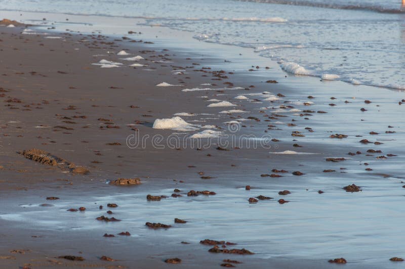 A Seashore Plagued by Algae Dragged by the Waves. Stock Image - Image ...