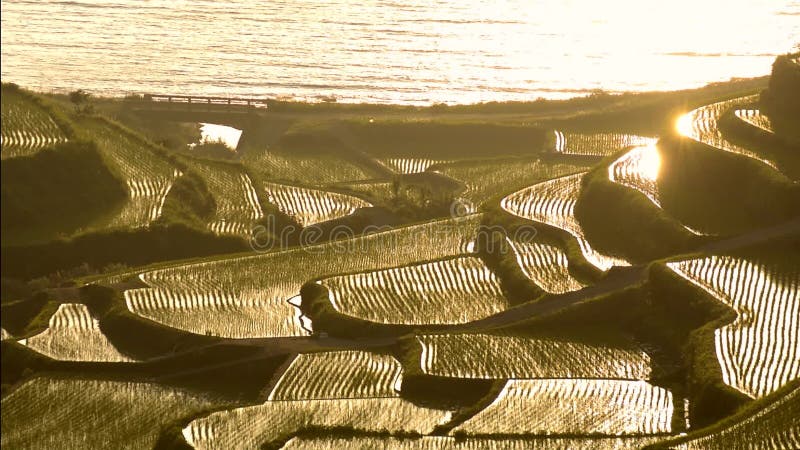 Seashore rice terraces stock footage. Video of botanical - 65608462