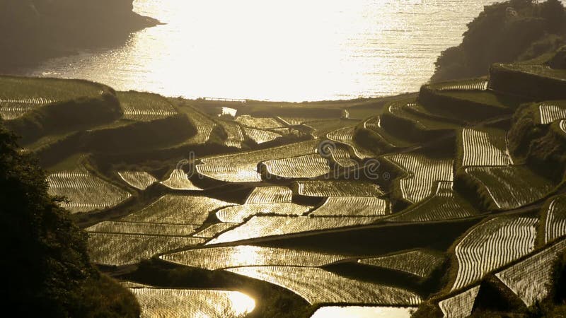Seashore rice terraces stock footage. Video of agriculture - 65623798