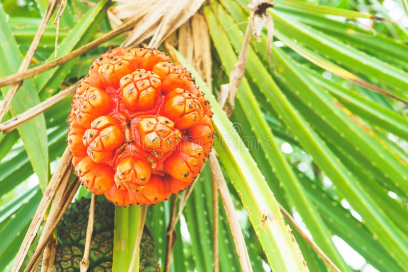 Seashore Screwpine or Pandanus Odoratissimus is a Thai Herb with ...