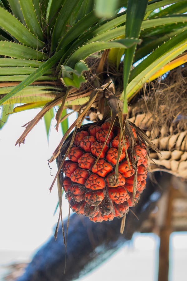 Seashore Screwpine or Pandanus Odoratissimus is a Thai Herb with ...