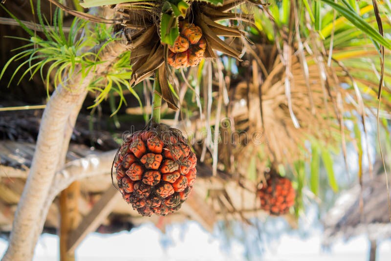 Screwpine Fruits - Pandanus Stock Photo - Image of fruit, cooking: 35984560