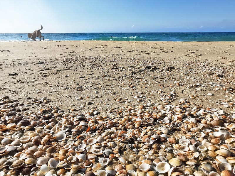 Seashore with seashells stock image. Image of landscape - 211806333
