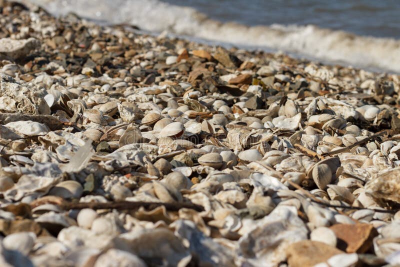 The Seashore on a Sunny Day, Covered with a Thick Layer of Shells and ...