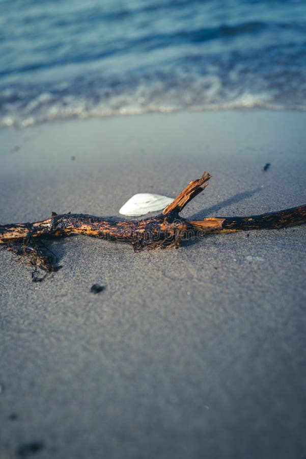 On a Seashore There is a Washed Up Wooden Branch and a White Shell ...