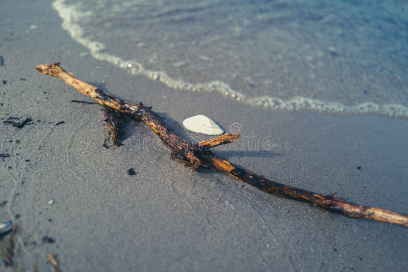 On a Seashore There is a Washed Up Wooden Branch and a White Shell ...