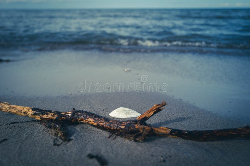 On a Seashore There is a Washed Up Wooden Branch and a White Shell ...