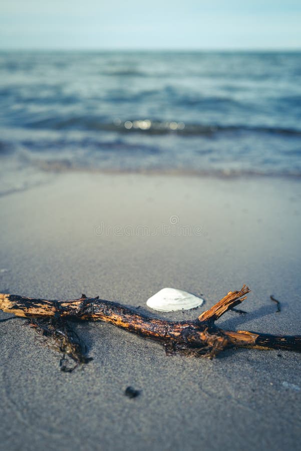 On a Seashore There is a Washed Up Wooden Branch and a White Shell ...