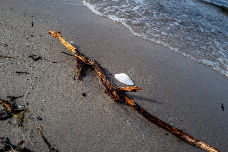 On a Seashore There is a Washed Up Wooden Branch and a White Shell ...